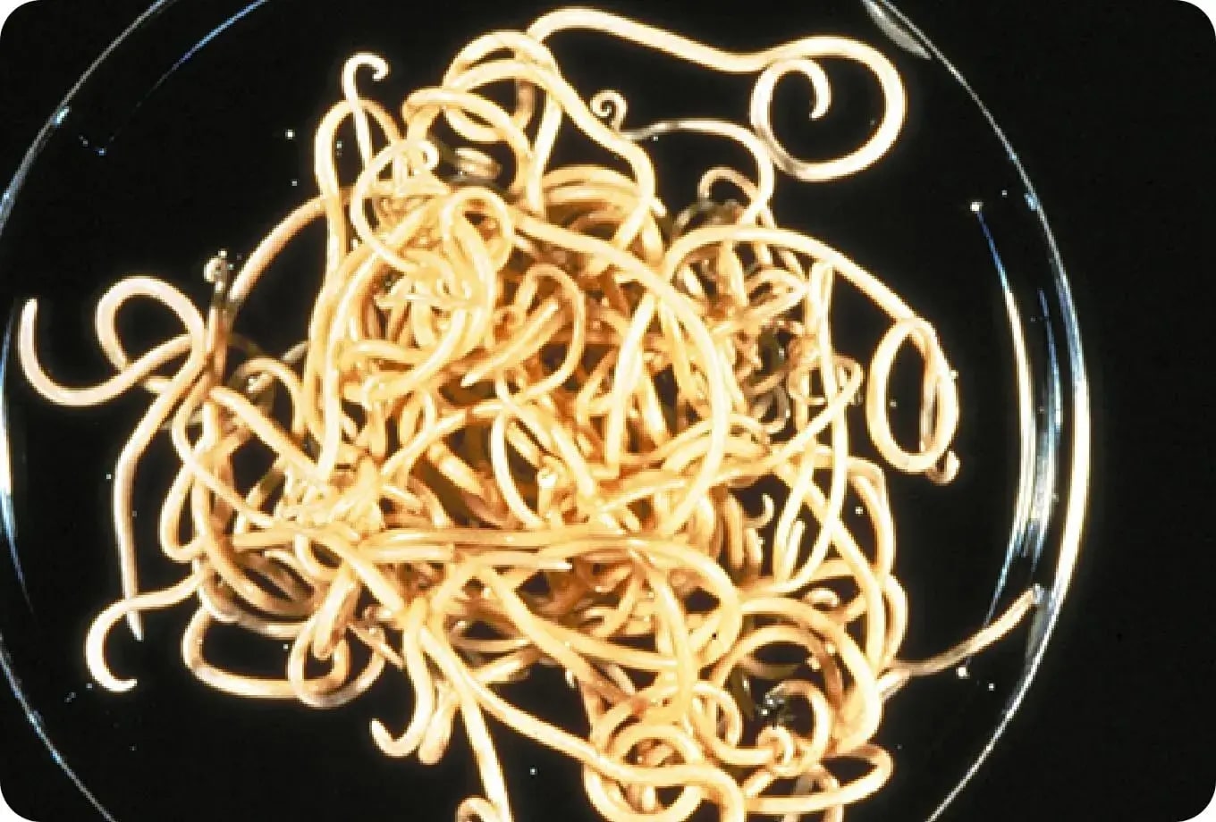 Understanding Roundworms in Dogs | NexGard®